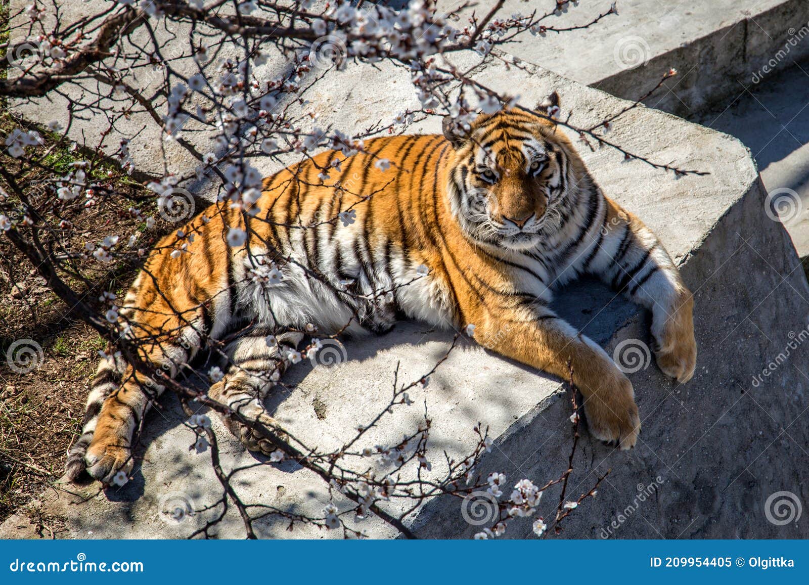 Lazy Tiger Lie Down on the Concrete Stock Image - Image of feline ...