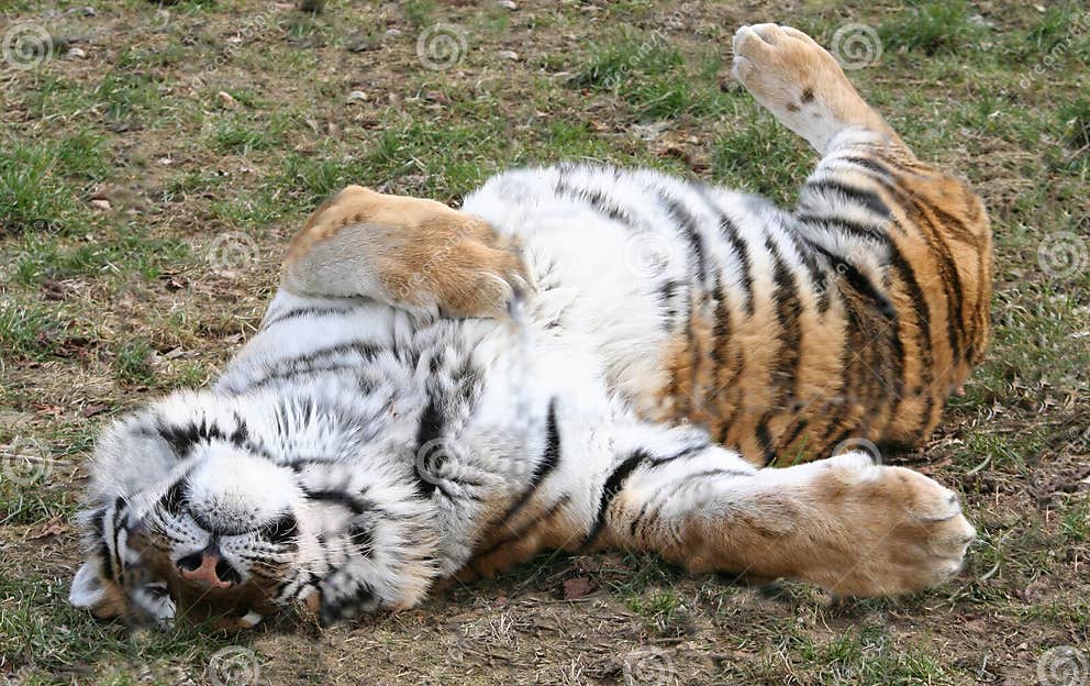 Lazy Tiger stock photo. Image of relaxed, jungle, feeling - 80903454