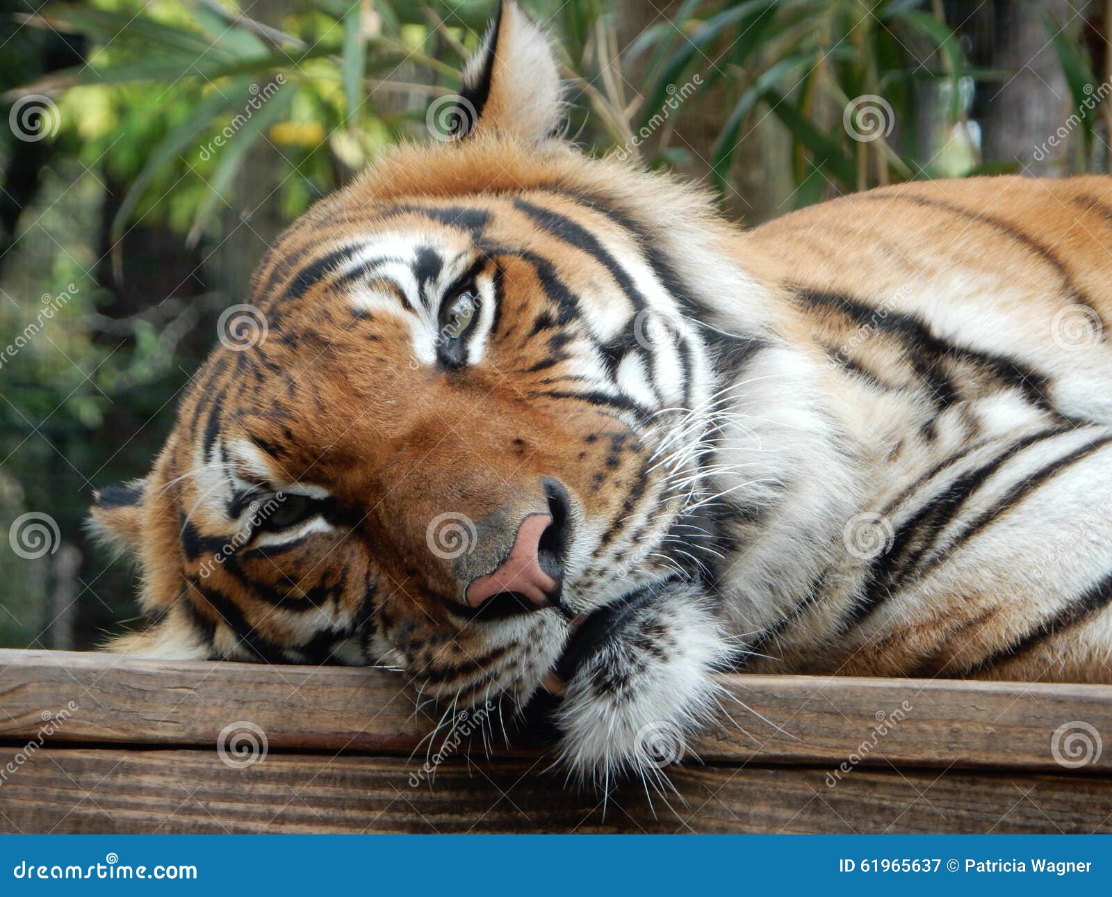 Lazy tiger stock image. Image of tiger, whiskers, orange - 61965637