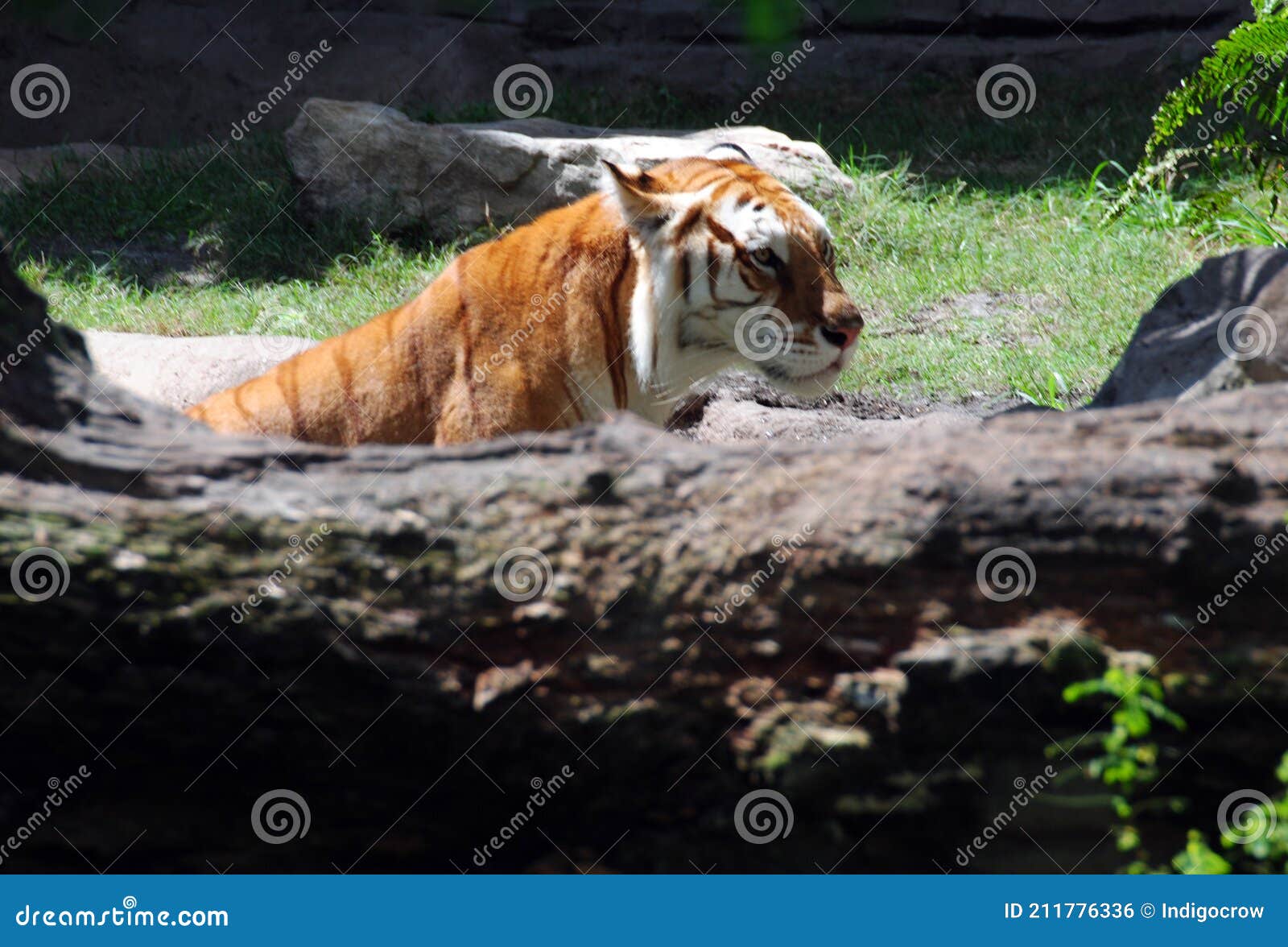 Lazy Tiger stock photo. Image of natural, fallen, stripe - 211776336