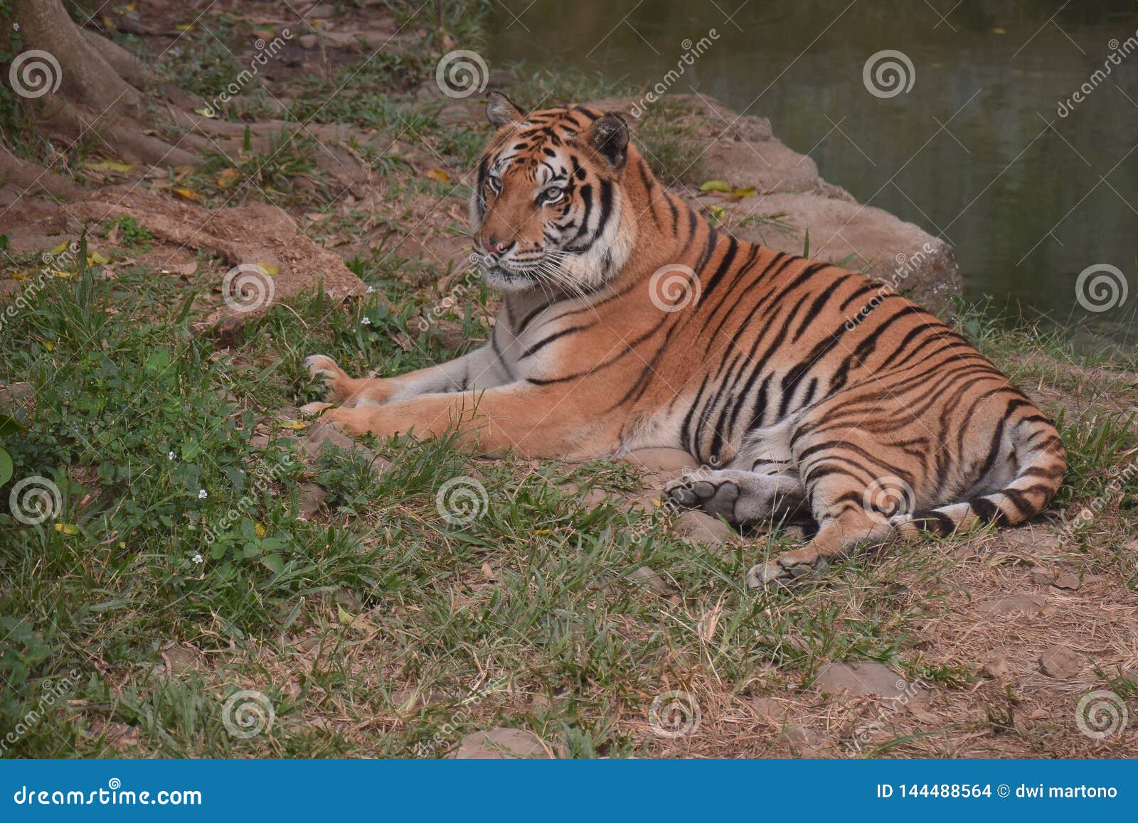 Lazy tiger in the zoo stock photo. Image of look, indonesian - 144488564