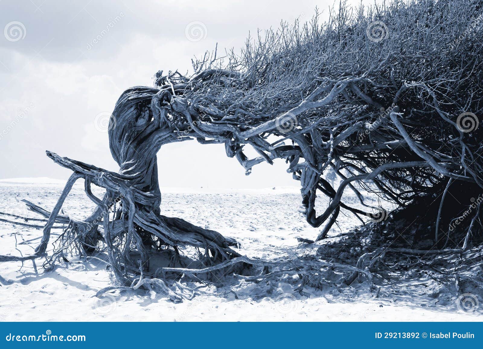 Lazy tree stock photo. Image of laziness, panoramic, park - 29213892