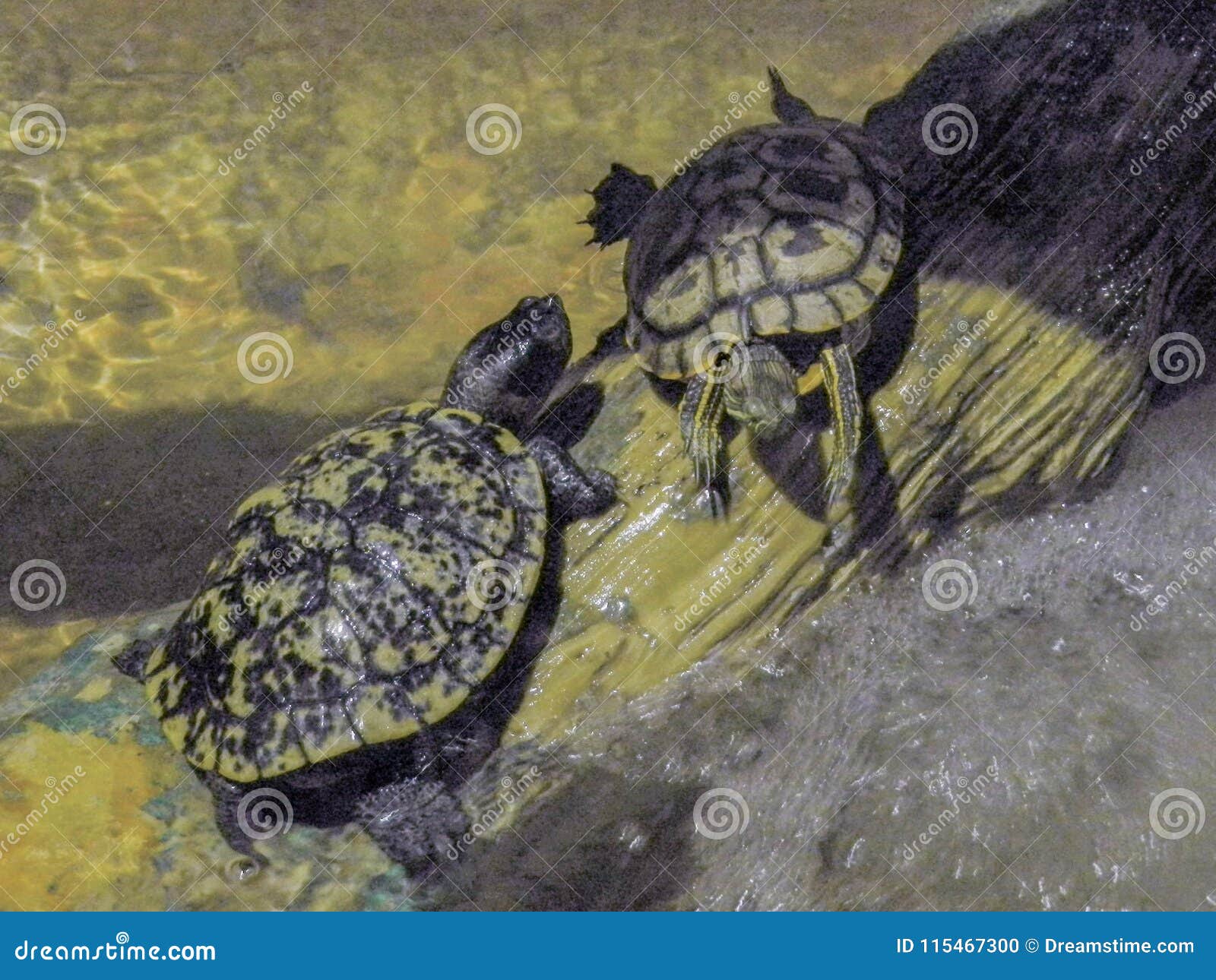 Lazy turtles stock photo. Image of natureza, natural - 115467300