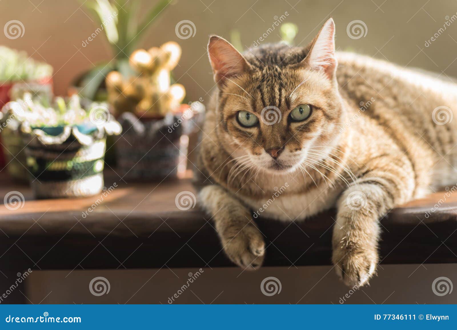 Lazy unhappy cat stock image. Image of lazy, domestic - 77346111