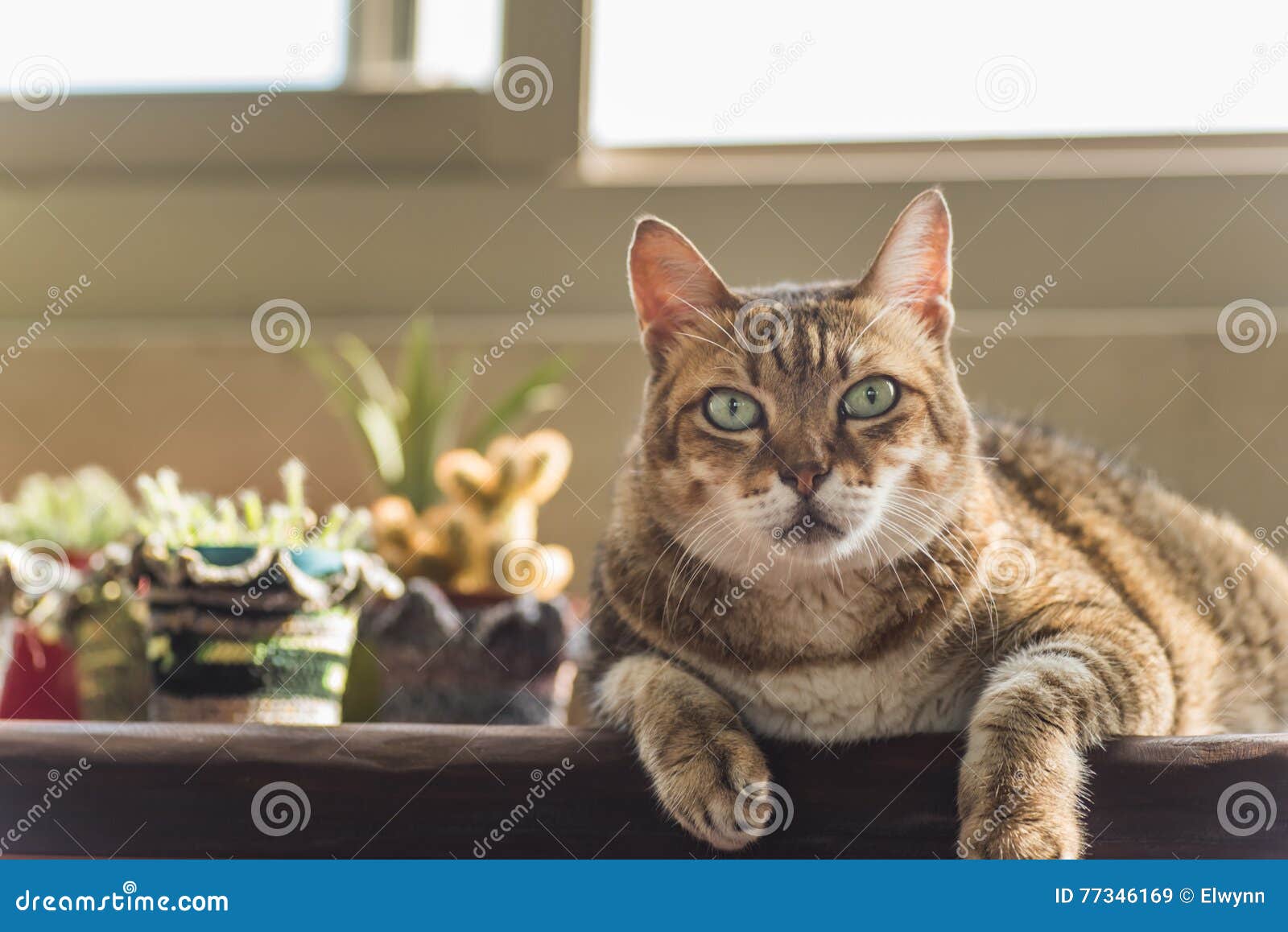 Lazy unhappy cat stock image. Image of indoor, expression - 77346169