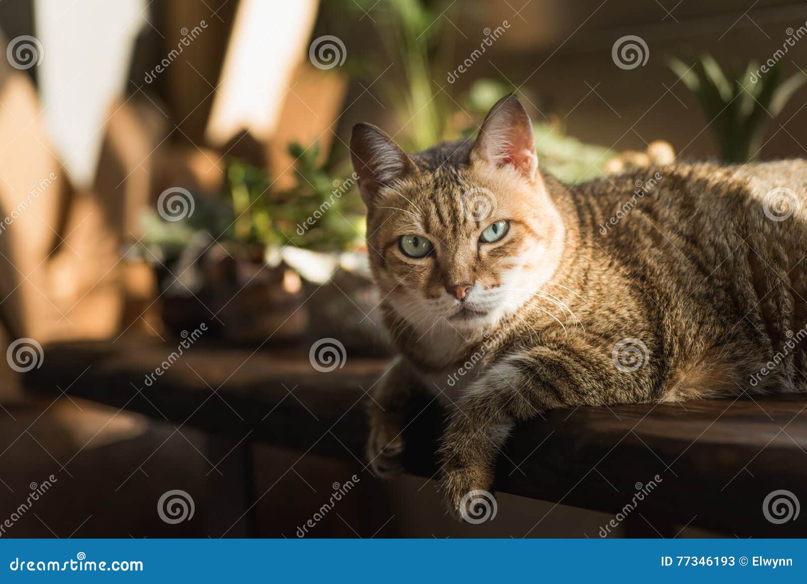 Lazy unhappy cat stock image. Image of lazy, puss, cute - 77346193
