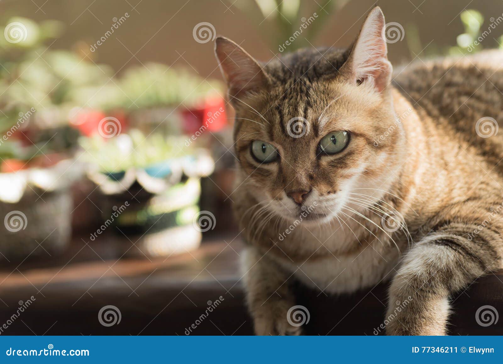 Lazy unhappy cat stock image. Image of copyspace, doze - 77346211