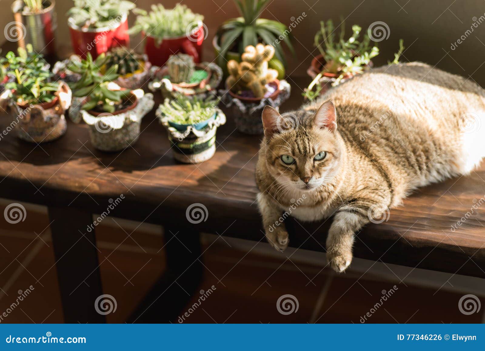 Lazy unhappy cat stock photo. Image of nosy, eyes, elegant - 77346226