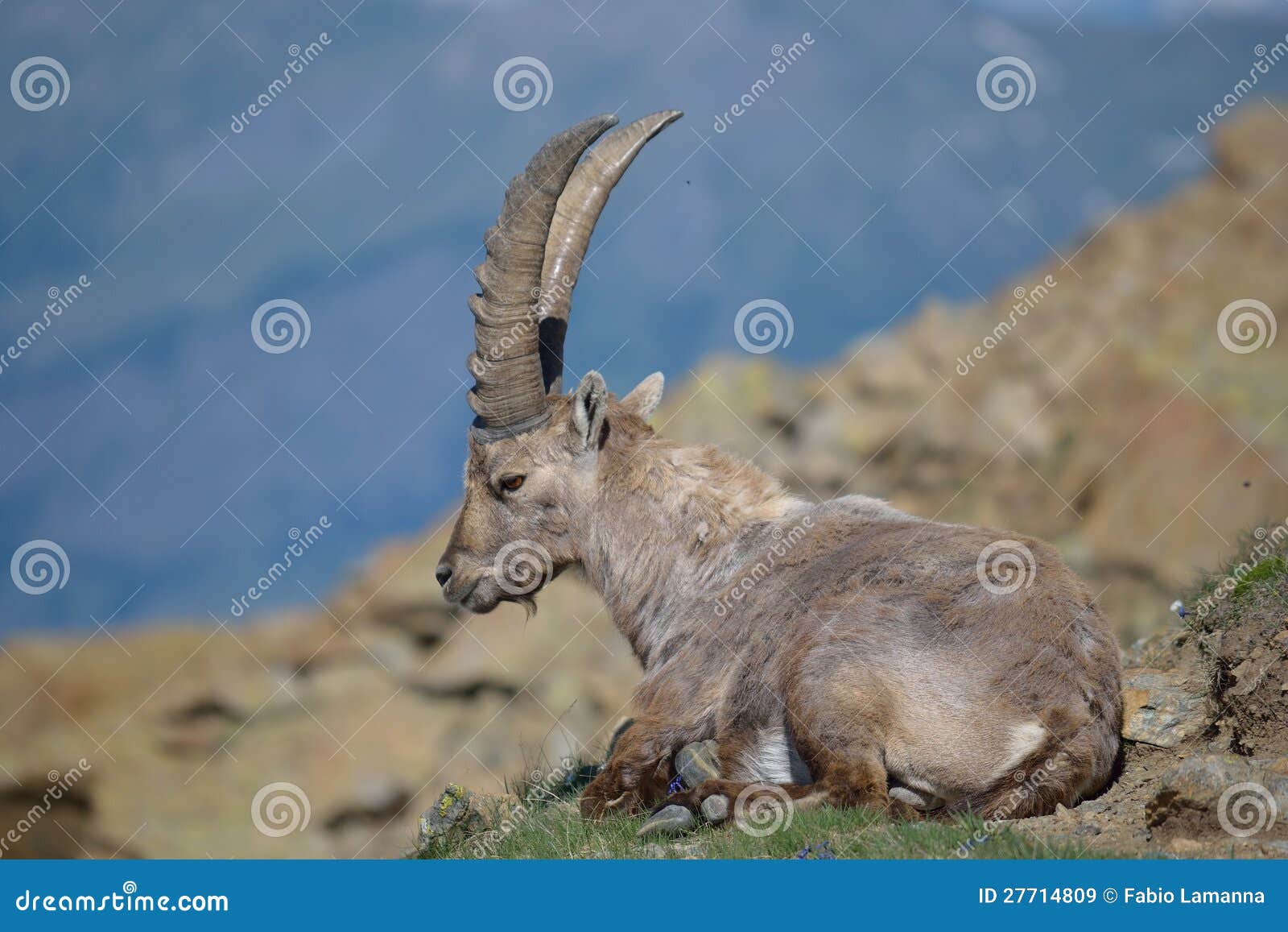 Lazy young ibex stock image. Image of selective, watching - 27714809