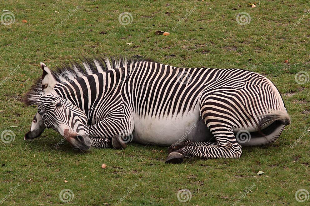 Lazy zebra stock image. Image of hunter, danger, holiday - 21581811