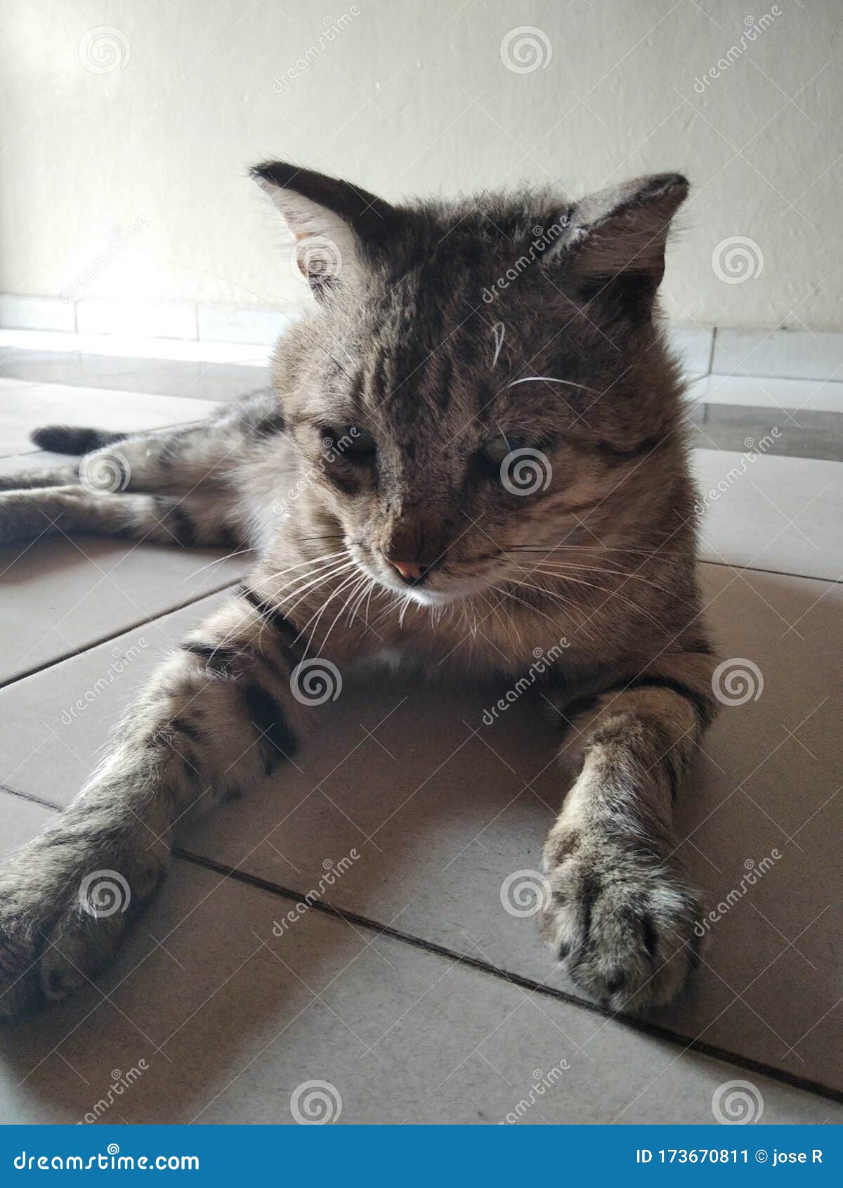 Lazycat michu feline imagen de archivo. Imagen de deslumbrar - 173670811