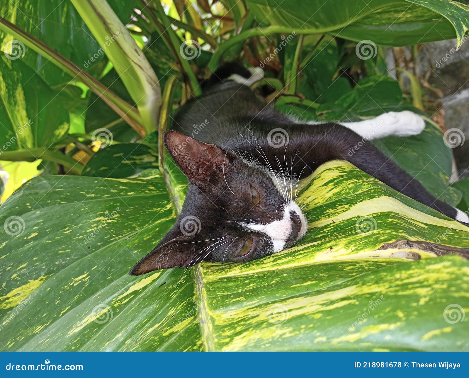 Lazzy stock photo. Image of leaf, mammal, branch, lazzy - 218981678