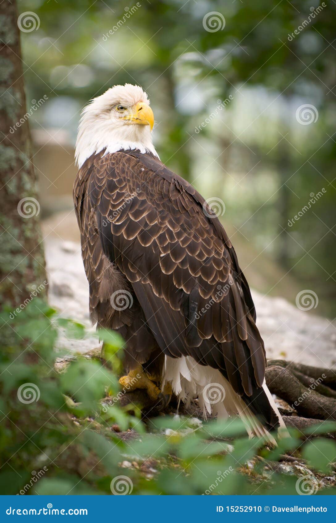 LBird Wildlife American Bald Eage Predator Stock Photo - Image of ...