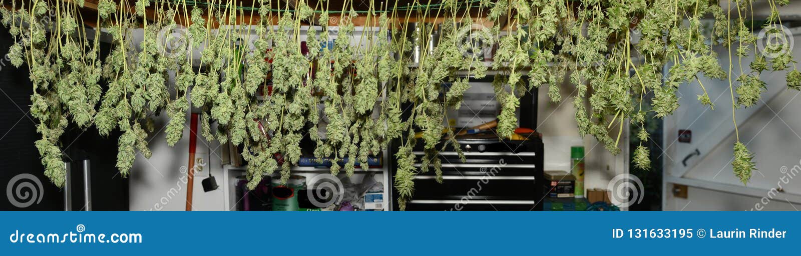 8 LBS of Fresh Marijuana Hanging To Dry Stock Image - Image of buds ...