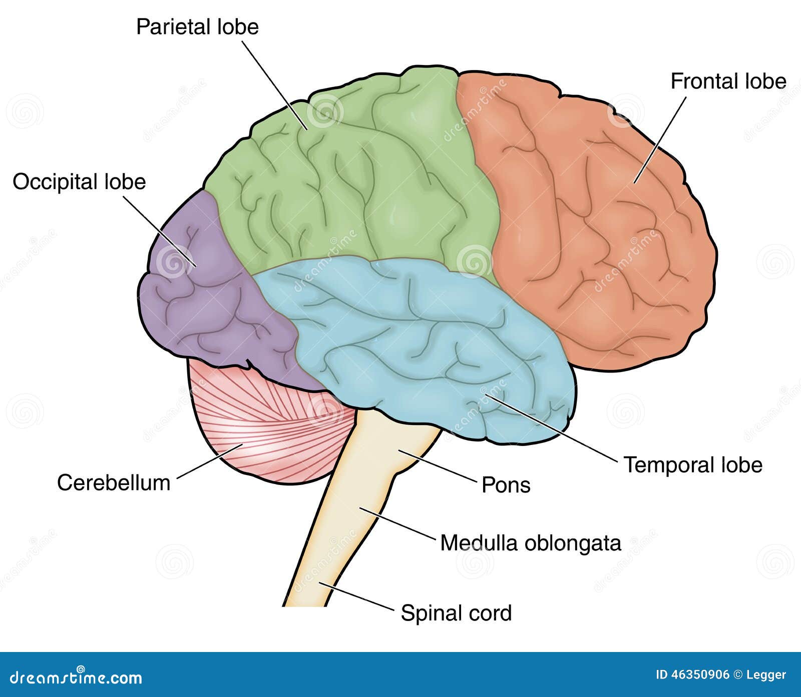 Lista 90+ Foto Imagenes Del Cerebro Y Sus Partes Para Imprimir El último