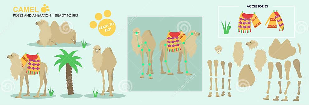 Cute Camel Vector Collection Ready To Animate and Rig. Multiple Poses ...