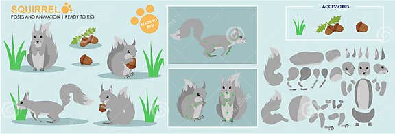 Grey Squirrel Ready To Animate with Multiple Poses and Angles. Stock ...