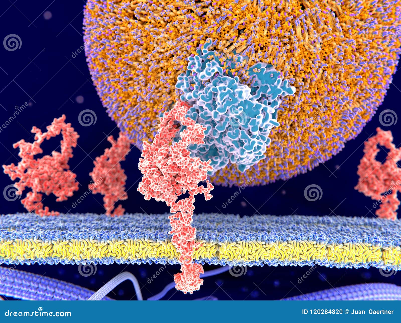 LDL Particle Binding To the LDL-receptor Stock Illustration ...