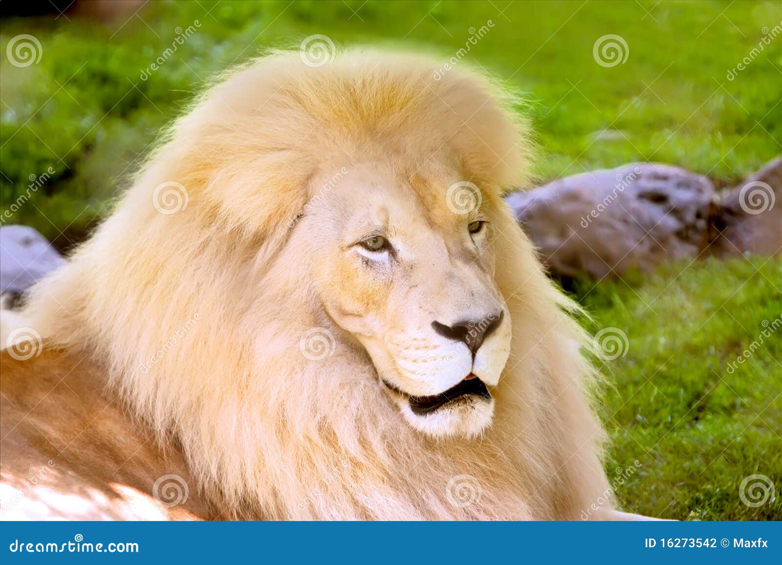Leão branco foto de stock. Imagem de predador, gato, consideravelmente ...