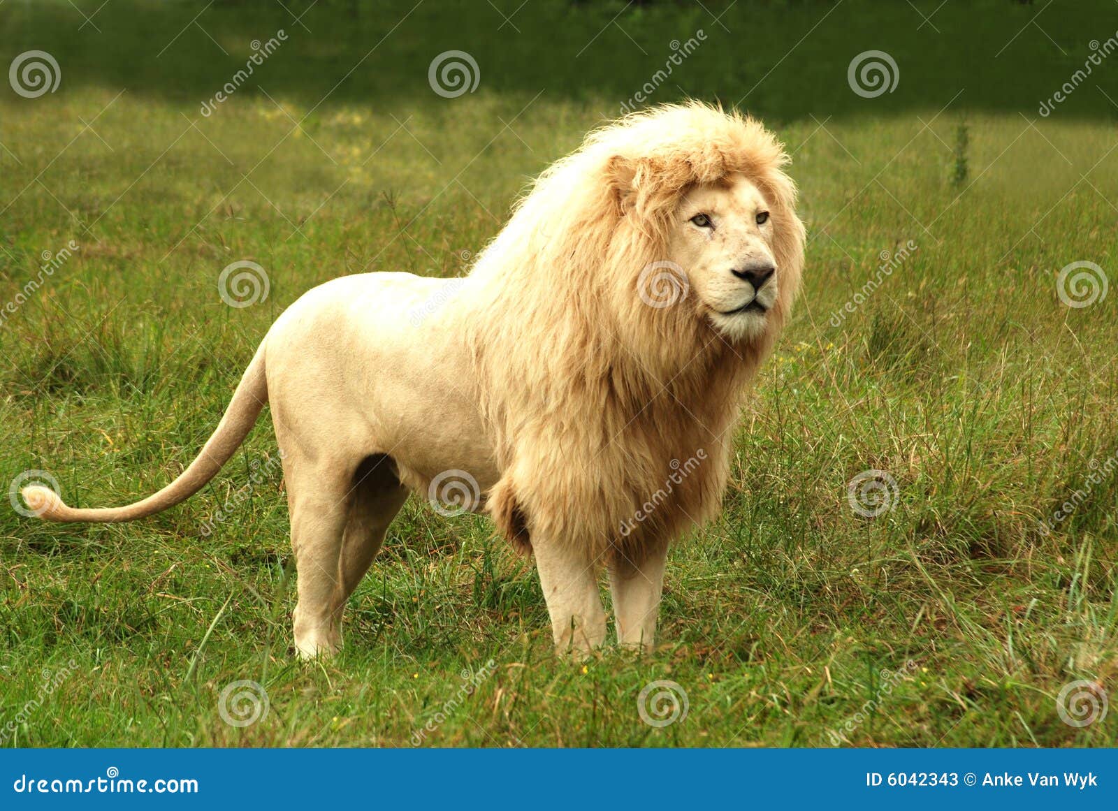 Leão branco imagem de stock. Imagem de predador, ambiente - 6042343