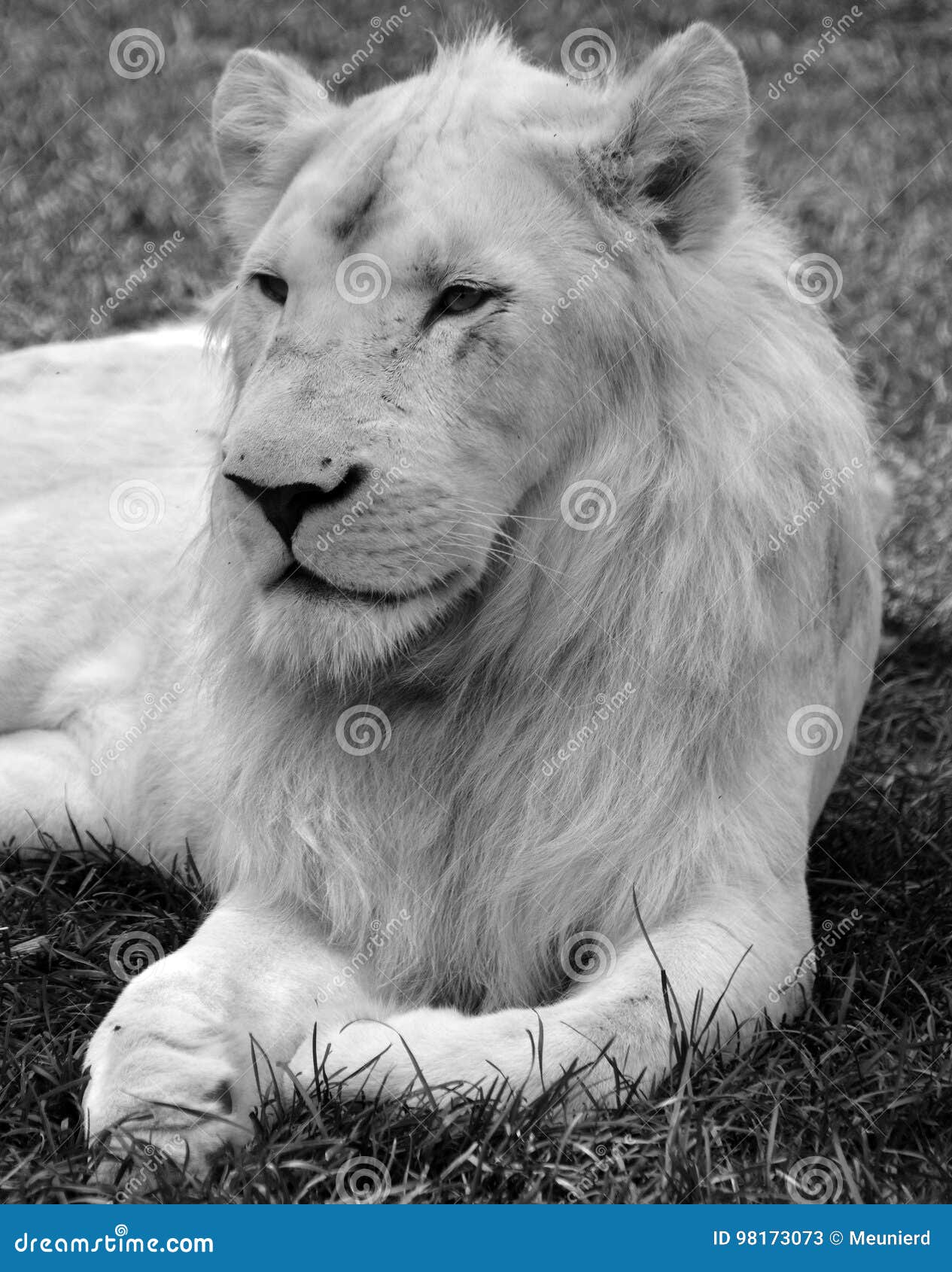Leão branco imagem de stock. Imagem de predador, poderia - 98173073