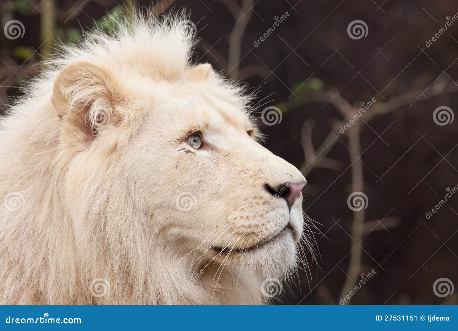 Leão branco africano imagem de stock. Imagem de wilderness - 27531151