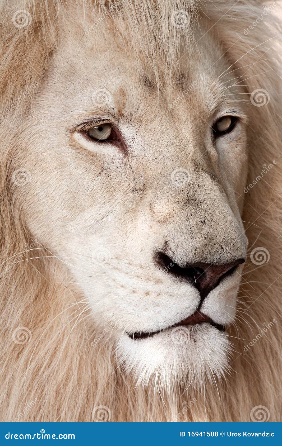 Leão branco lindo foto de stock. Imagem de beleza, concentrado - 16941508