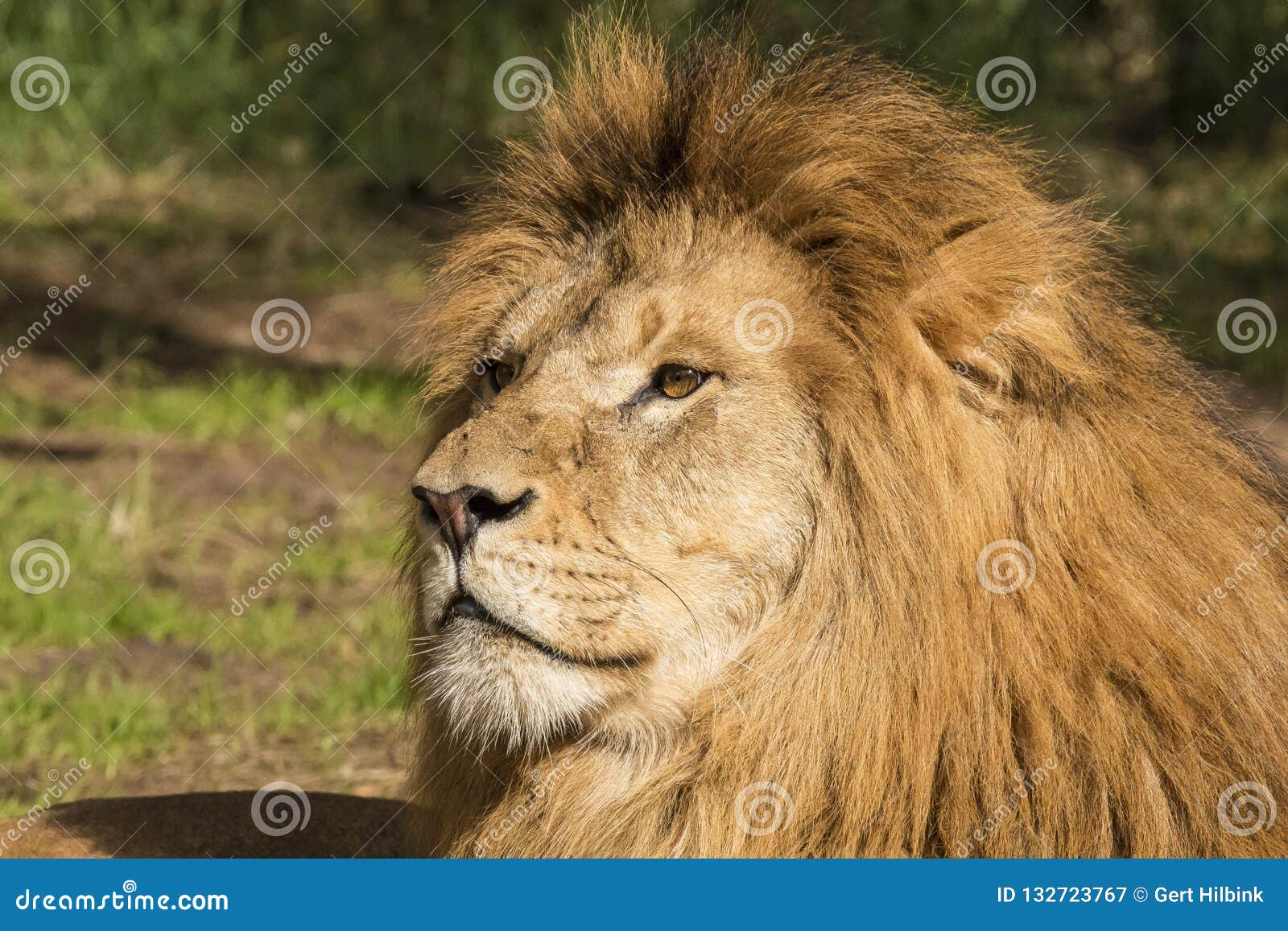Leão, homem Panthera Leo imagem de stock. Imagem de grande - 132723767