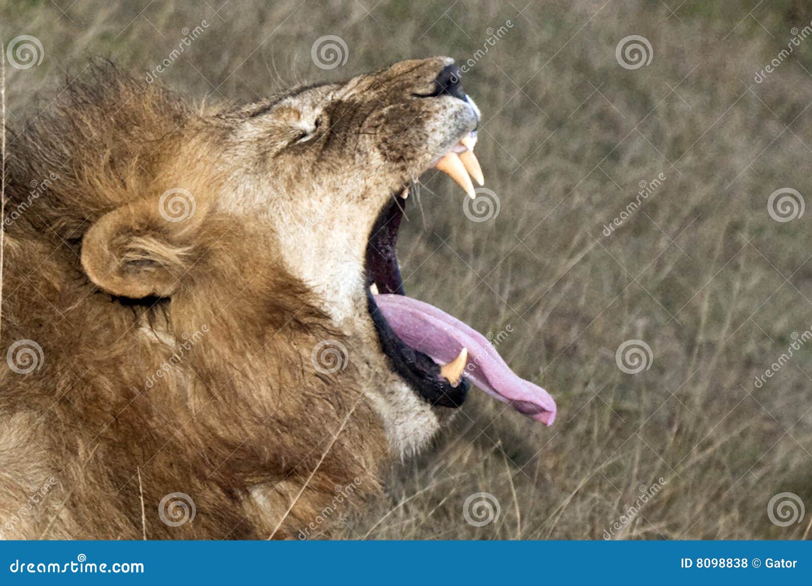 Leão Que Boceja Largamente Boca Aberta Foto de Stock - Imagem de besta ...