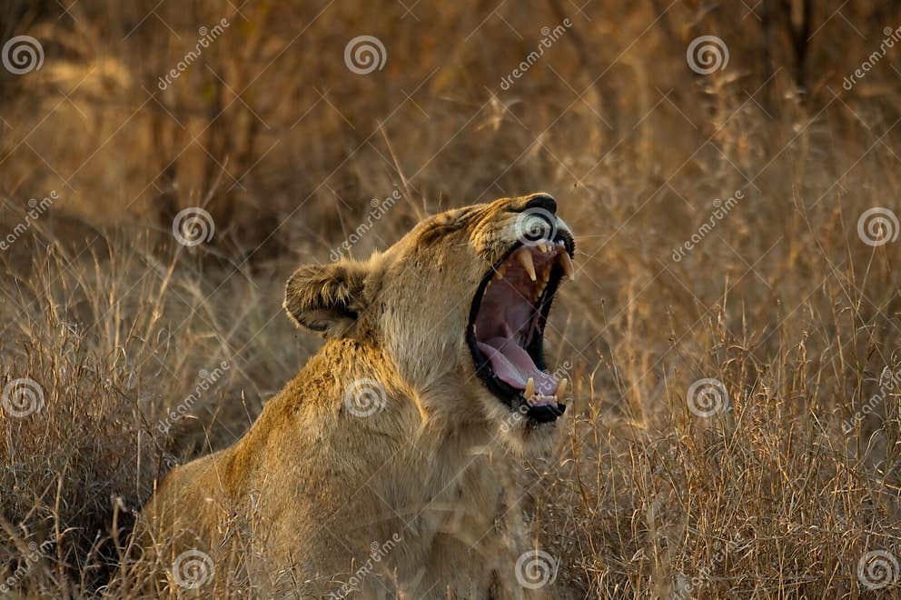 Leão que grita foto de stock. Imagem de perigoso, macho - 12412526