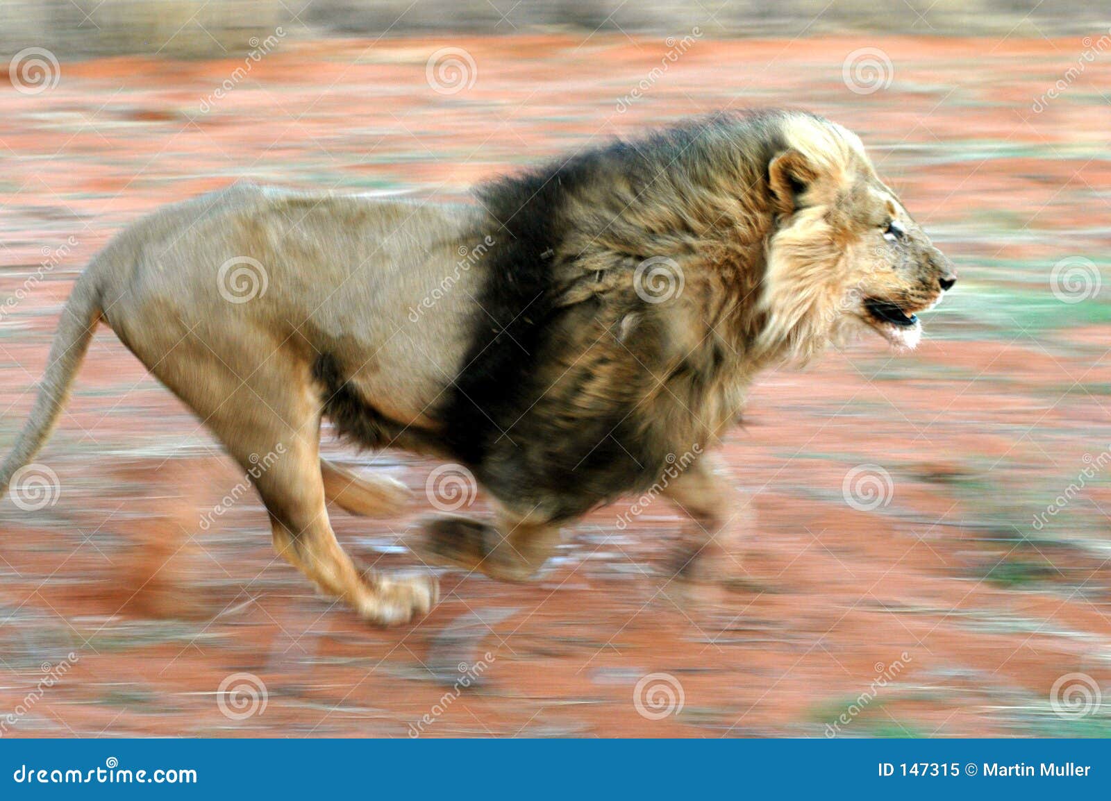 León 01 B imagen de archivo. Imagen de corriendo, pata - 147315