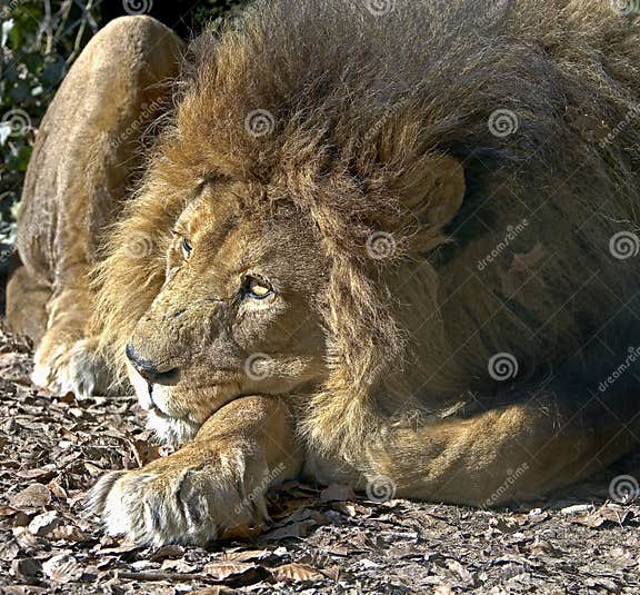 León 11 foto de archivo. Imagen de perezoso, agradable - 13303506