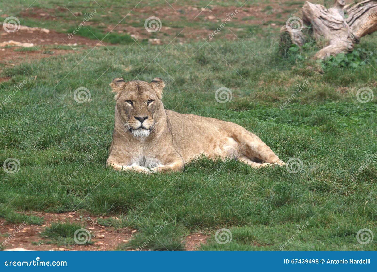 León foto de archivo. Imagen de salvaje, hembra, leonas - 67439498