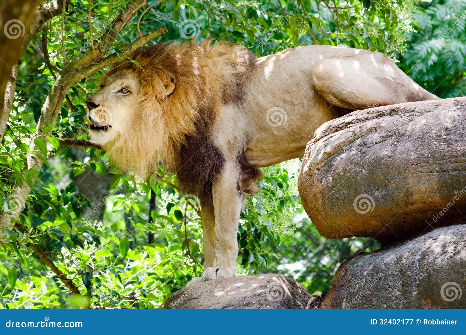 León africano que ruge imagen de archivo. Imagen de temprano - 32402177