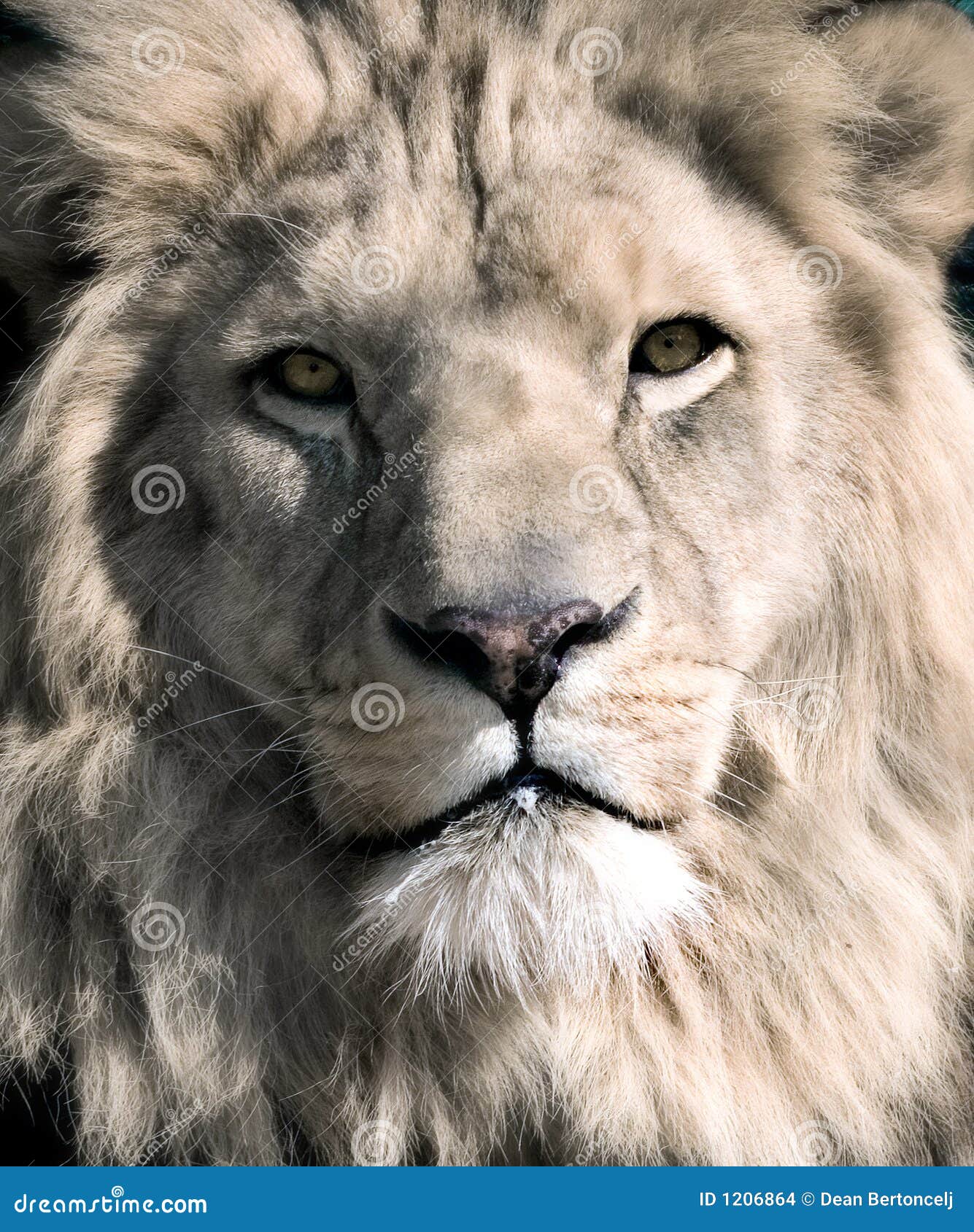 León blanco foto de archivo. Imagen de retrato, salvaje - 1206864