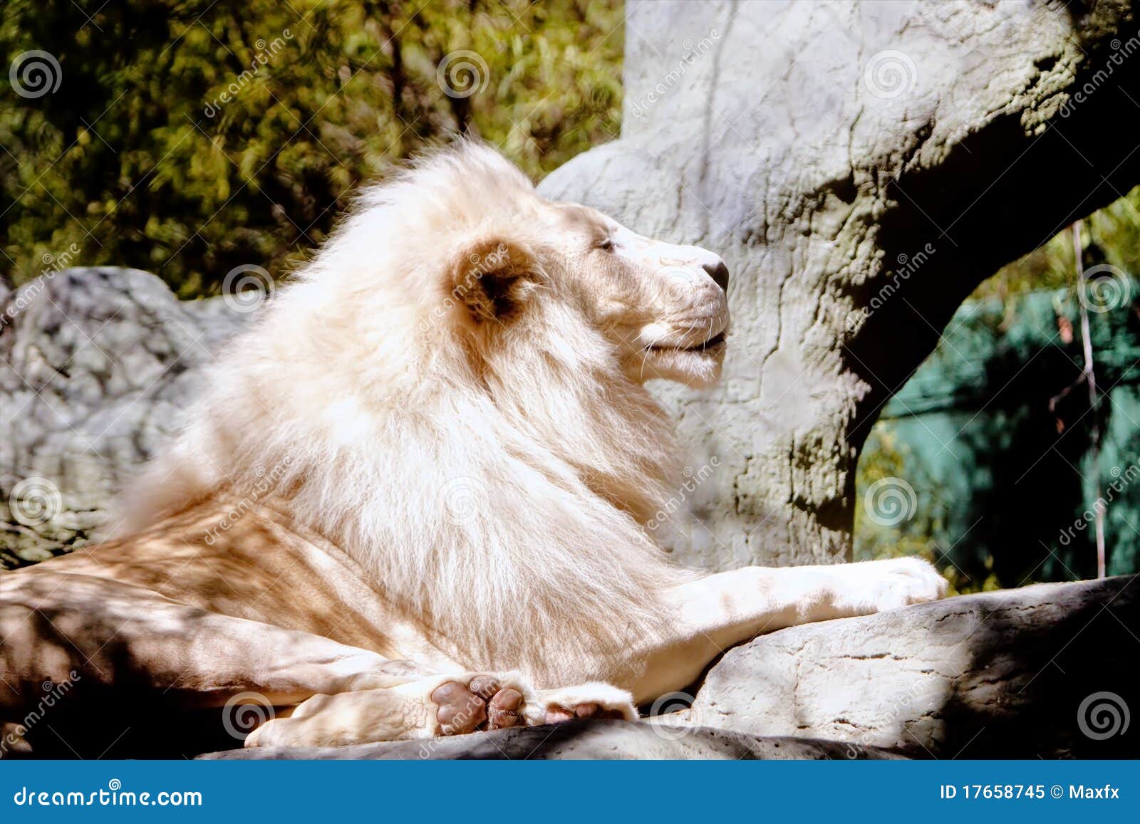 León blanco imagen de archivo. Imagen de fuerte, safari - 17658745