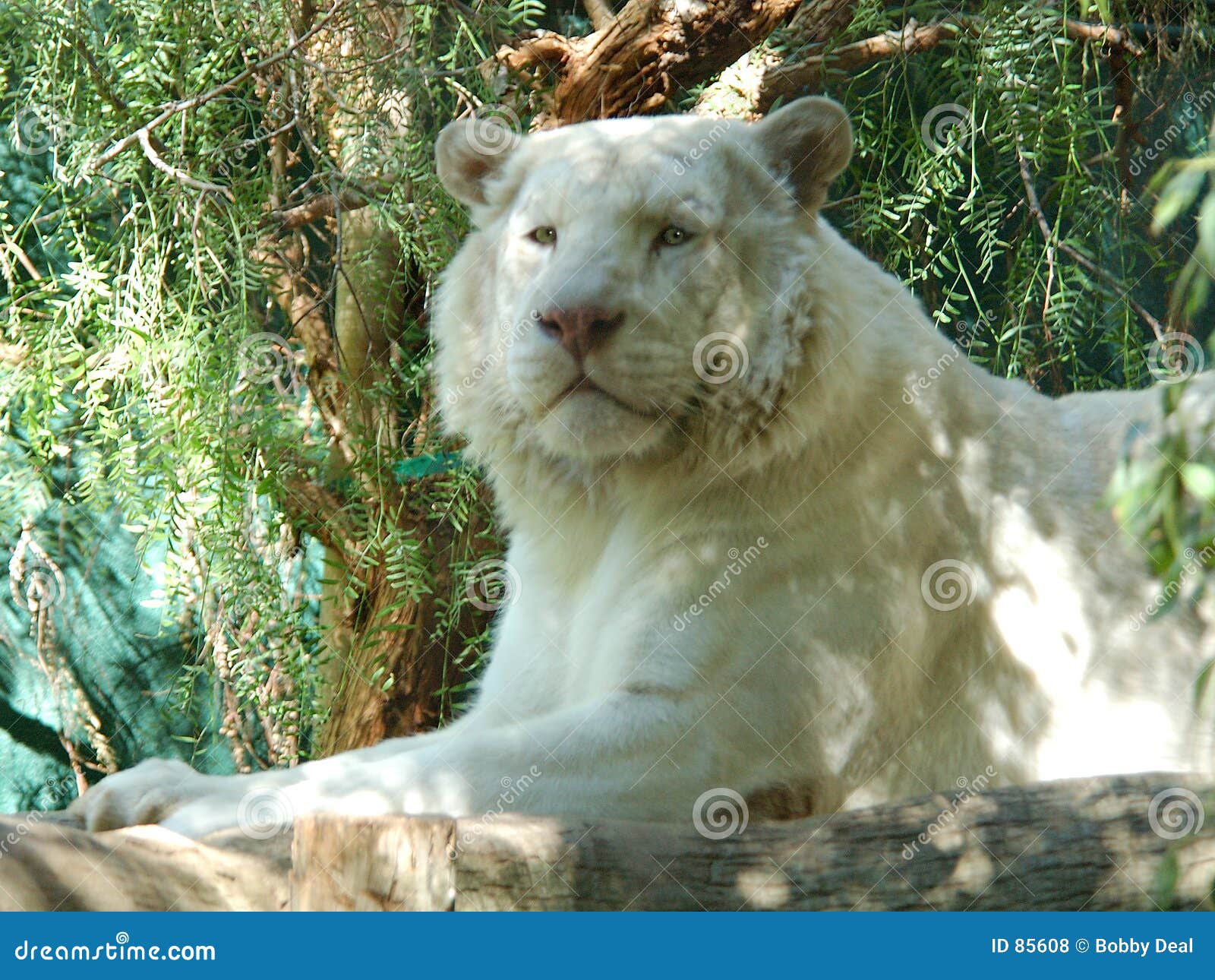 León blanco 2 foto de archivo. Imagen de india, cazador - 85608
