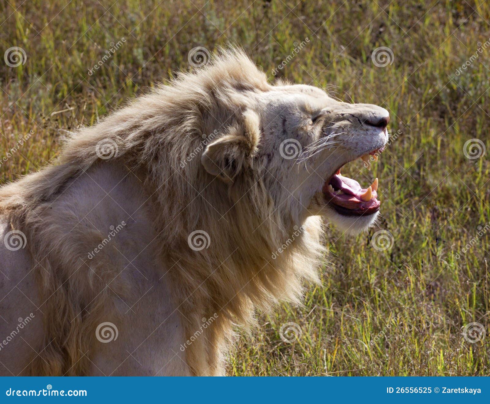 León blanco que ruge imagen de archivo. Imagen de pista - 26556525
