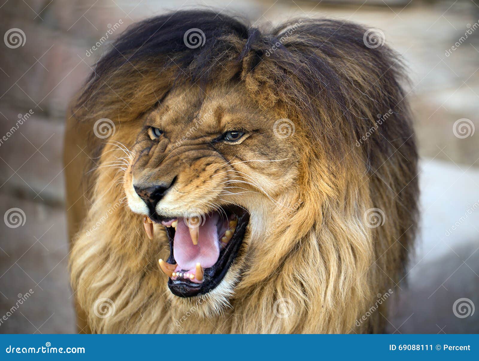 León con la boca abierta imagen de archivo. Imagen de boca - 69088111