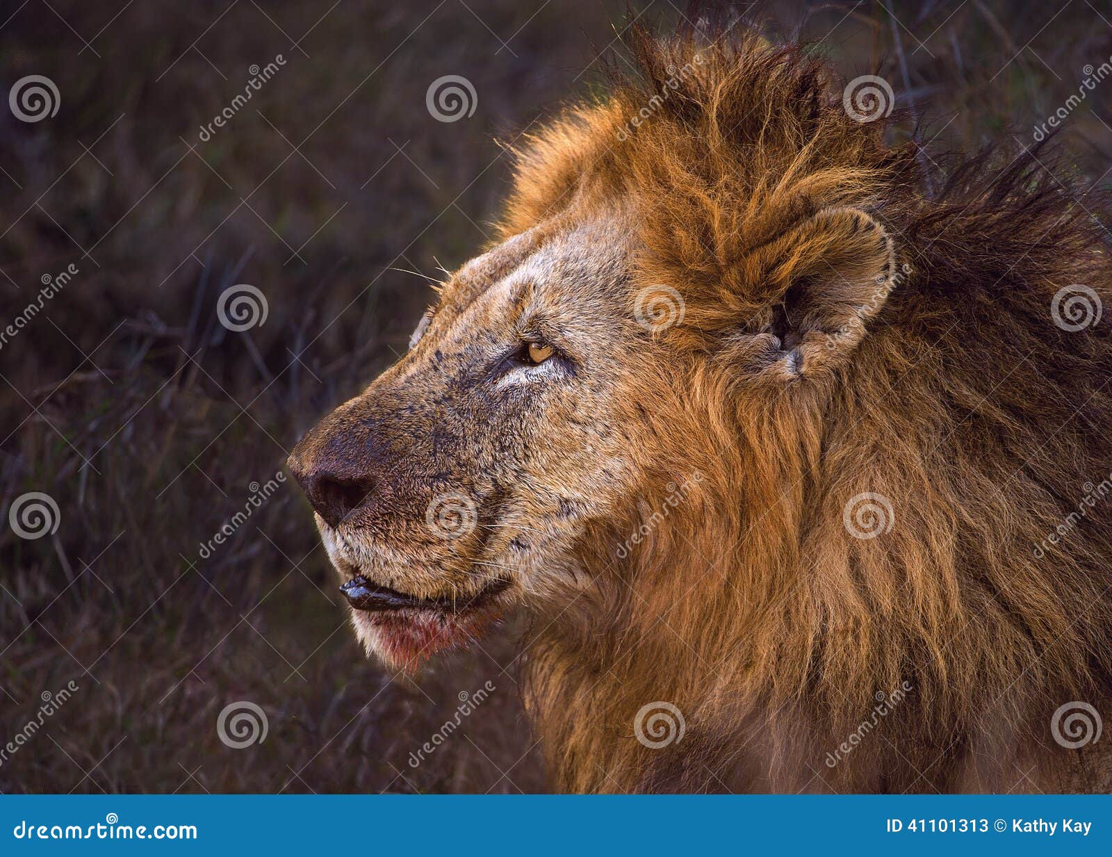 León con sangre en su boca imagen de archivo. Imagen de especie - 41101313