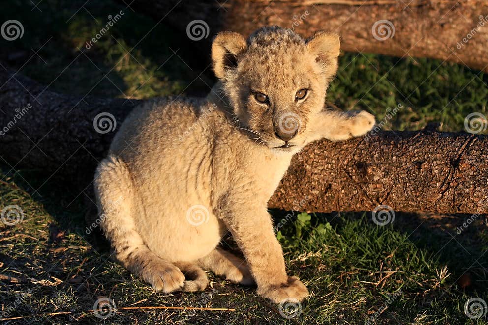 León Cub foto de archivo. Imagen de hembra, vigilante - 10188446