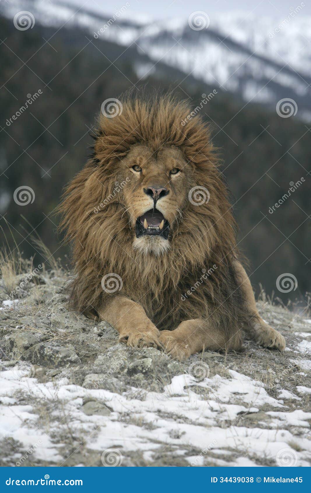León De Barbary, Panthera Leo Leo Foto de archivo - Imagen de piel ...