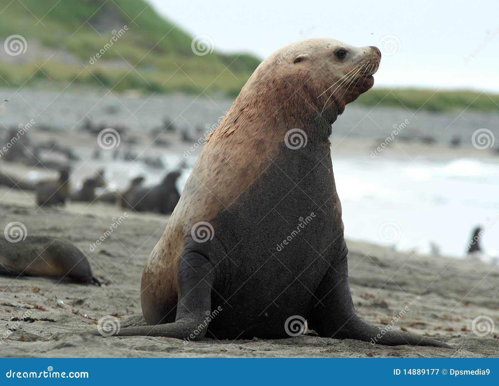 León de mar imagen de archivo. Imagen de recorrido, siberia - 14889177