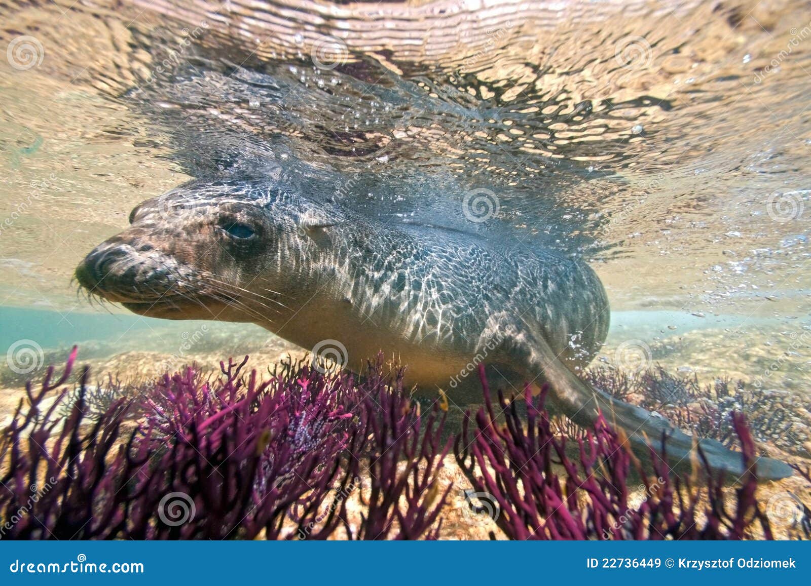León de mar imagen de archivo. Imagen de agua, méxico - 22736449