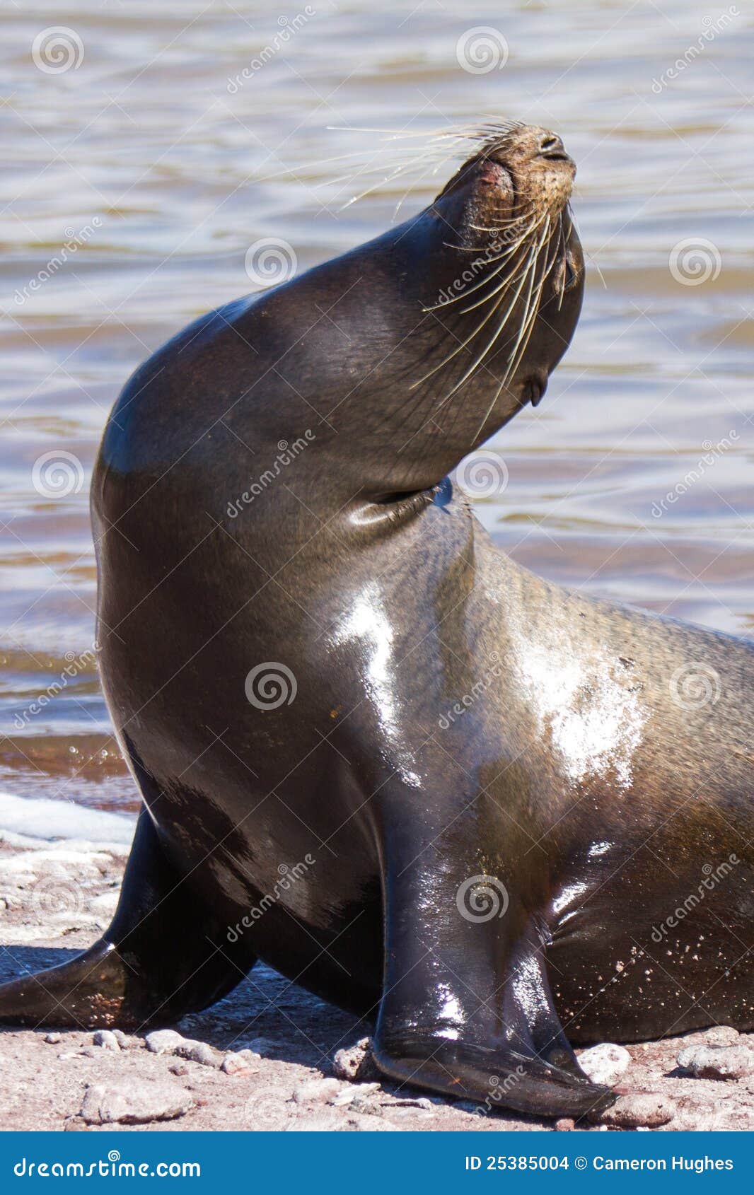 León de mar foto de archivo. Imagen de playa, aleta, mojado - 25385004