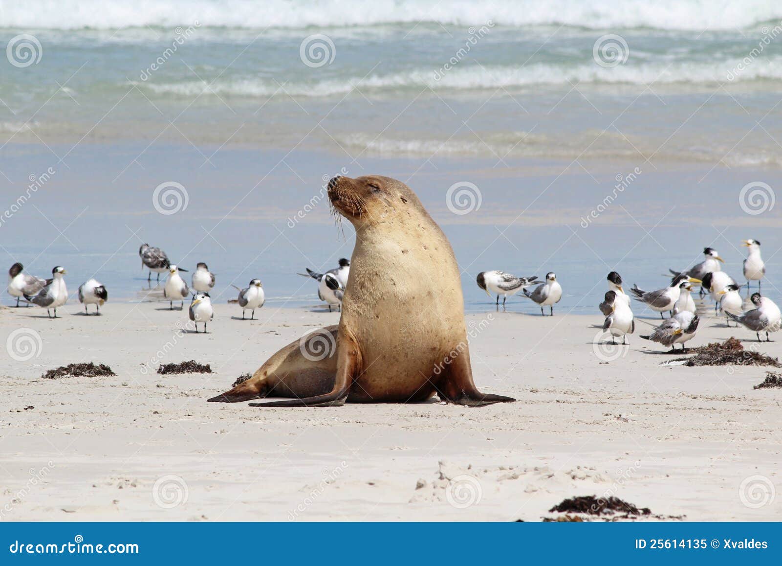León de mar imagen de archivo. Imagen de exterior, libre - 25614135