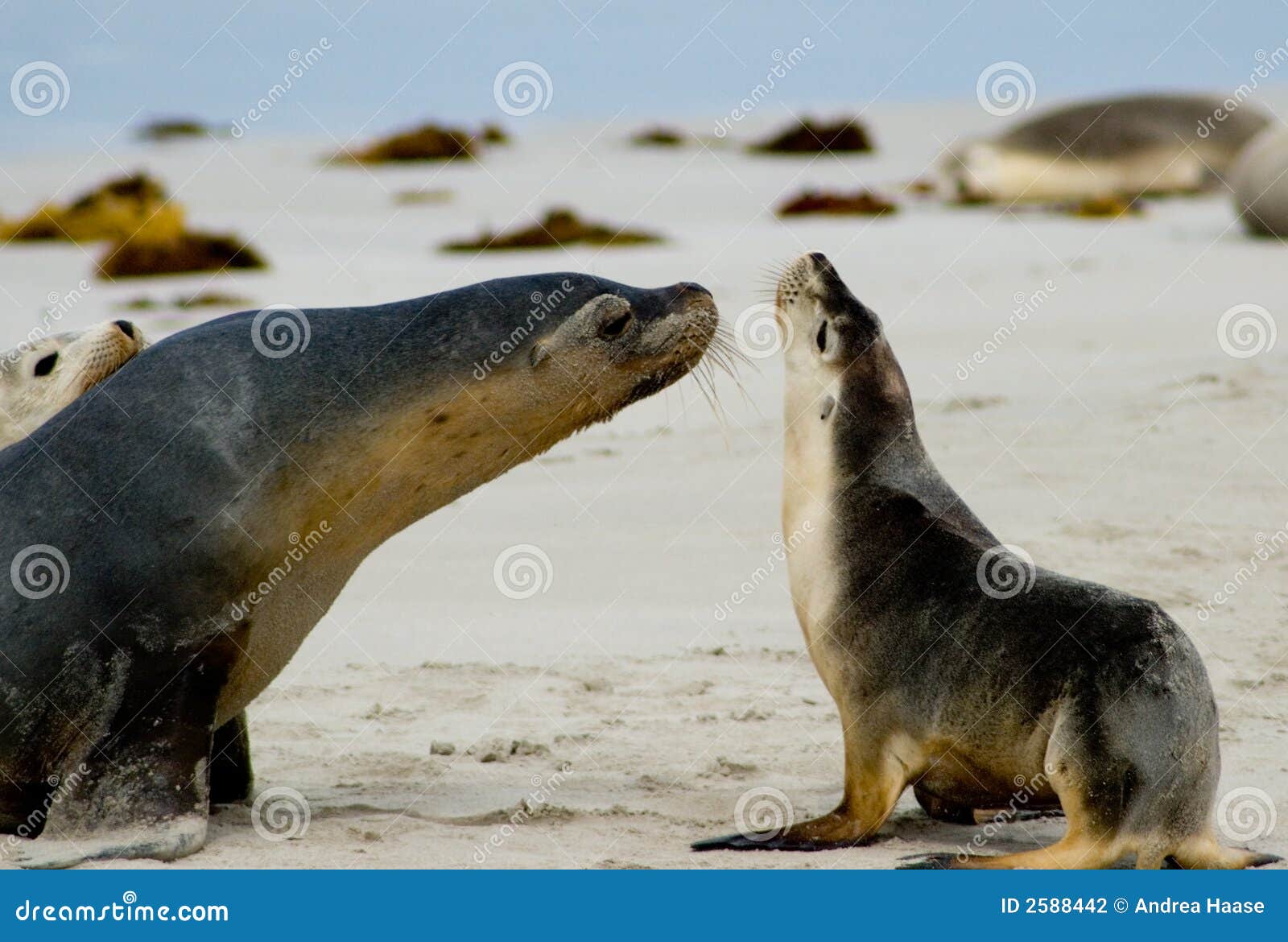 León de mar foto de archivo. Imagen de arena, vida, tacto - 2588442