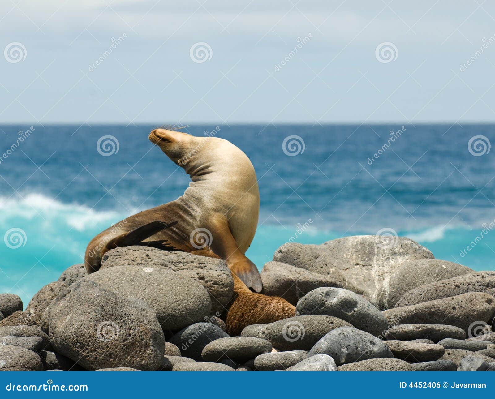 León de mar foto de archivo. Imagen de islas, azul, nadada - 4452406