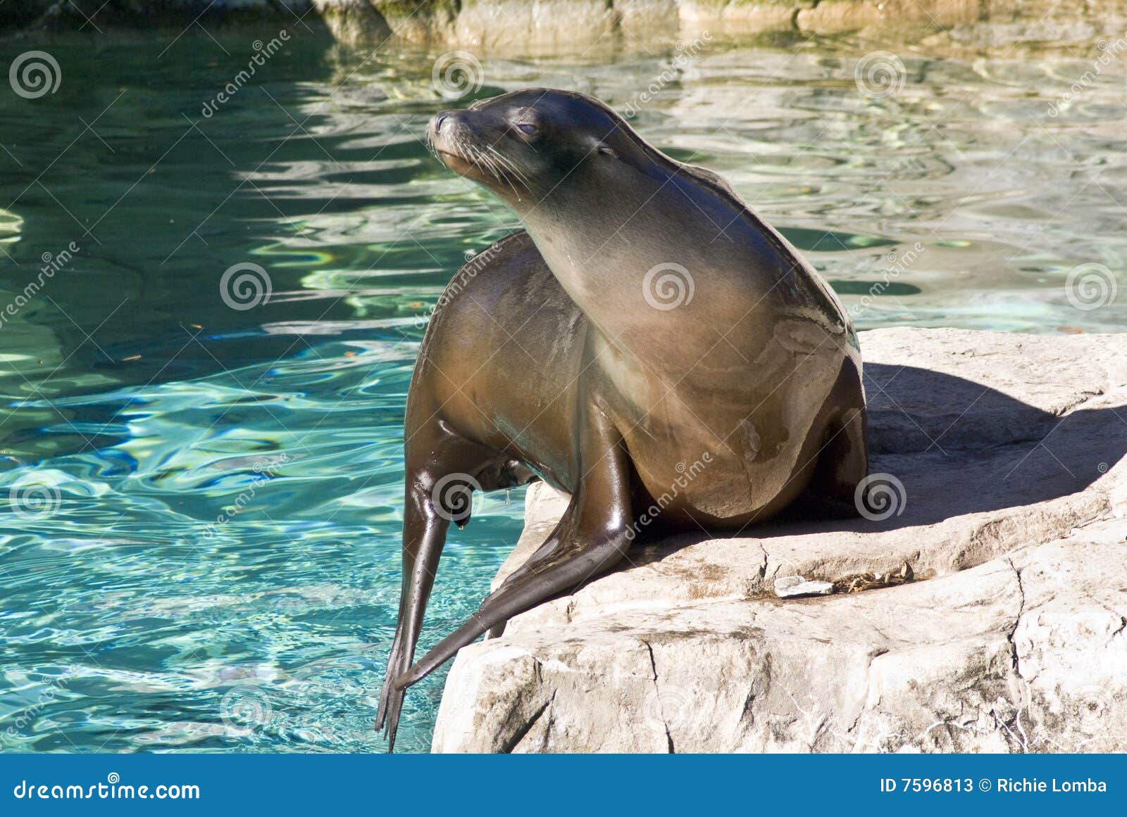 León de mar imagen de archivo. Imagen de marina, nadador - 7596813