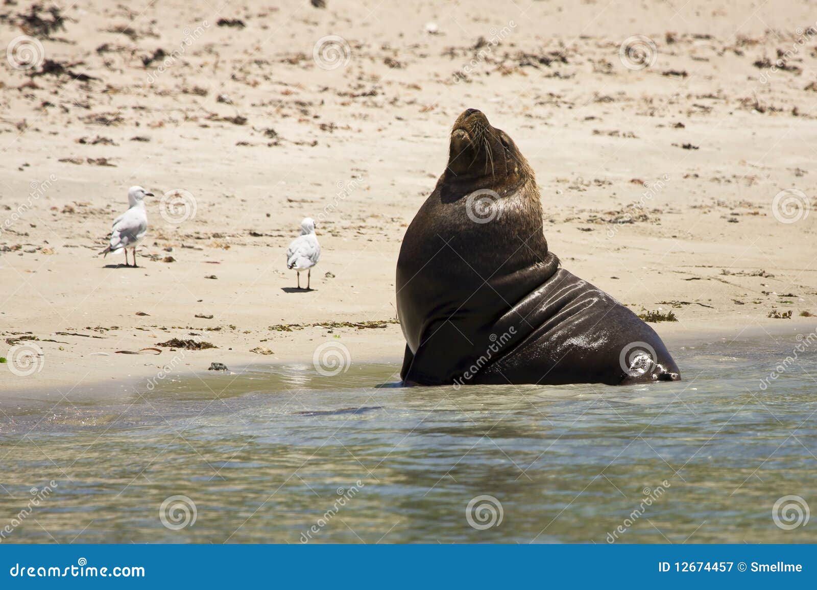 León de mar australiano imagen de archivo. Imagen de costa - 12674457